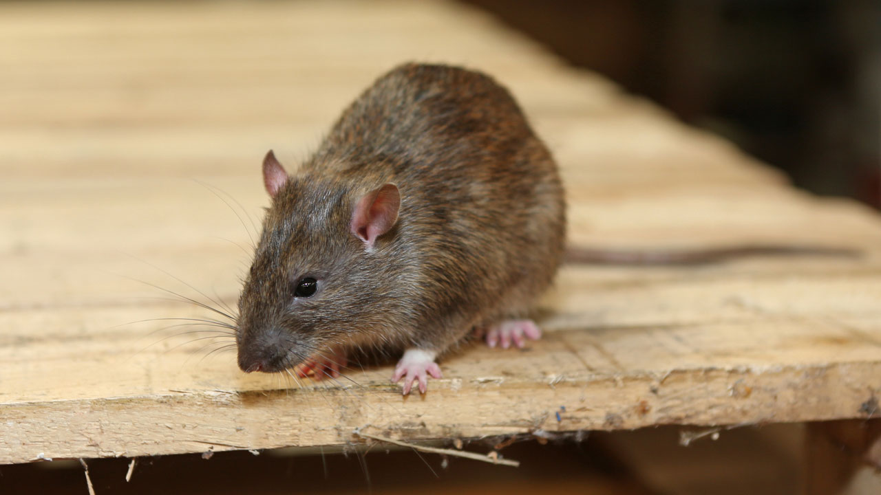 Rattenplage: So gefährlich sind die Nager wirklich! in Ratgeber, Wohnen ...
